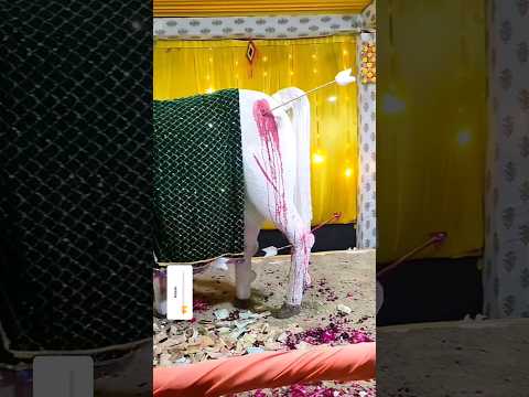 Ali Fatima Ki Nigahon Ka Tara Muharram Tajiya #muhammadﷺ #muharram #muharram2024 #shorts #viral
