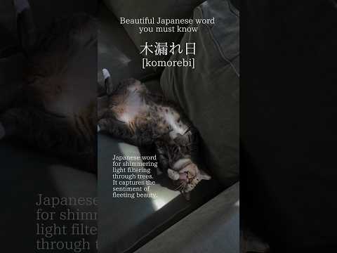 Beautiful Japanese Word That Doesn’t Exist in English [木漏れ日] Komorebi #japaneselanguage