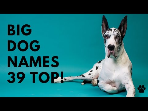 🐶 Big Dog Names 39 BEST 🐾 TOP 🐾 UNIQUE 🐾 Ideas | Names