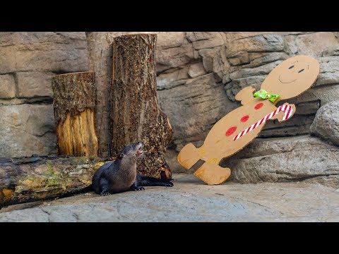 The Importance of Animal Enrichment