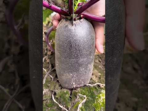 Perbedaan buah bit indonesia dan amerika #buahbitindonesia #buahbitamerika #shorts