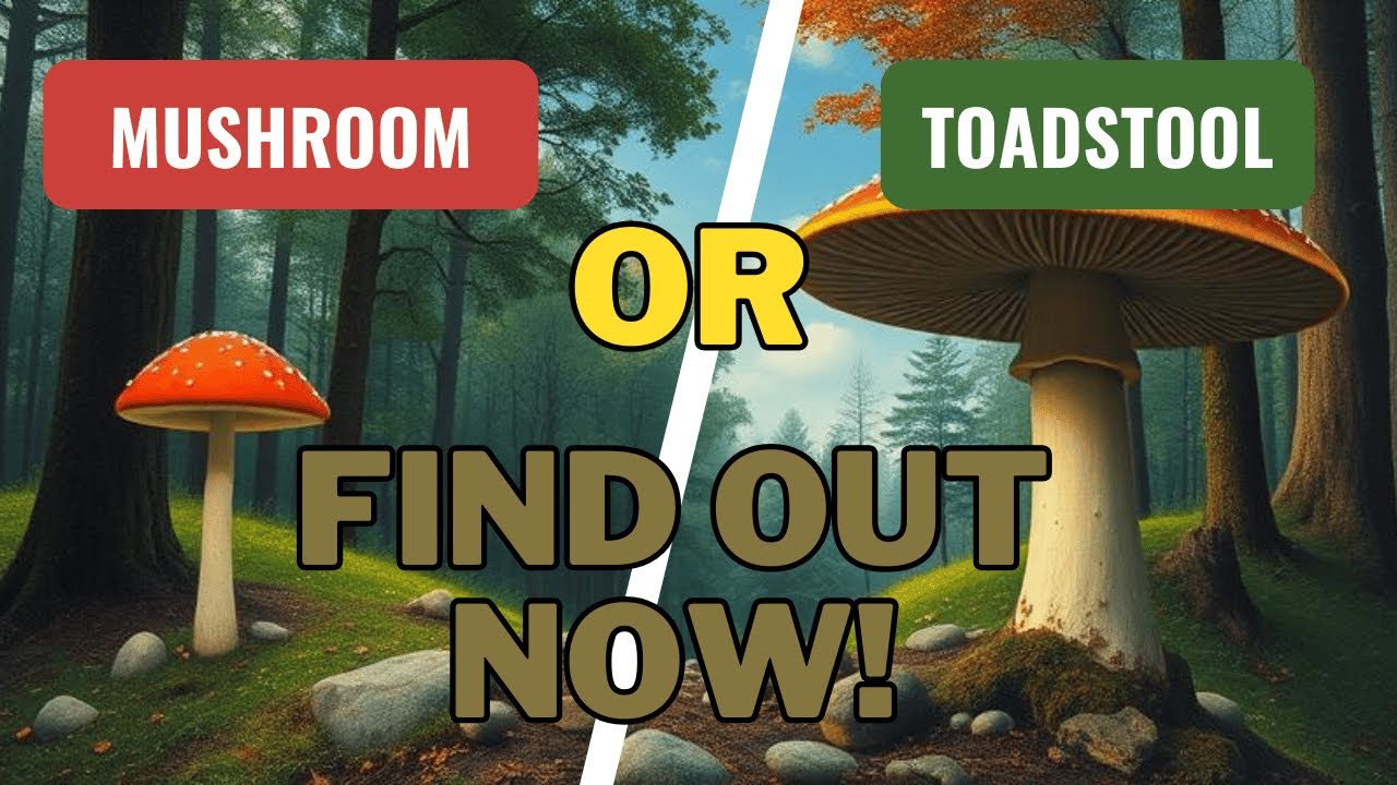 MUSHROOM VS  TOADSTOOL – HOW TO TELL THEM APART AND AVOID DANGER | THE NARRATIVE NOOK