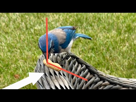 Peanut Orienting Behavior in California Scrub Jays