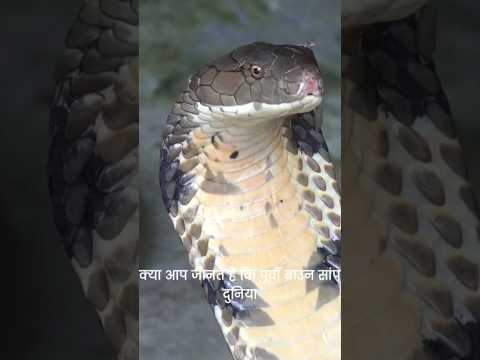 fact about Eastern Brown Snake #facts #like #Eastern Brown Snake #shorts #treanding #subscribe