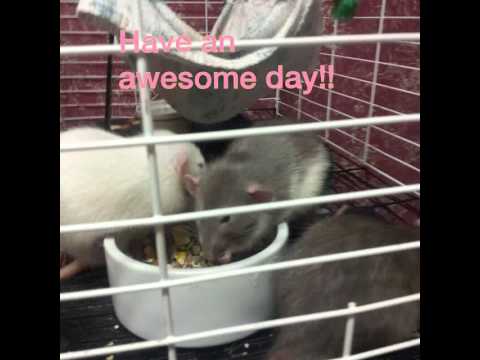 Pet rats for adoption