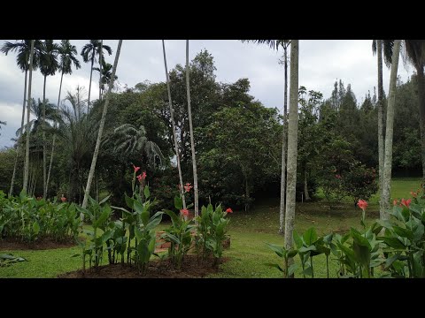 Botanical garden 🌴🌴 Malaysia || putrajaya Botanical garden vlog || Taman botani | putramasjid