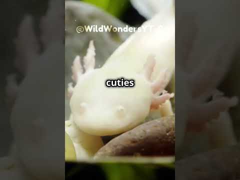 Meet the World's Most Curious Animal!