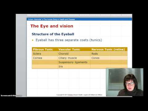 Chp 11 sensory system