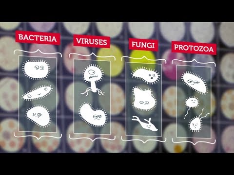 What Are Microbes? | RMIT University