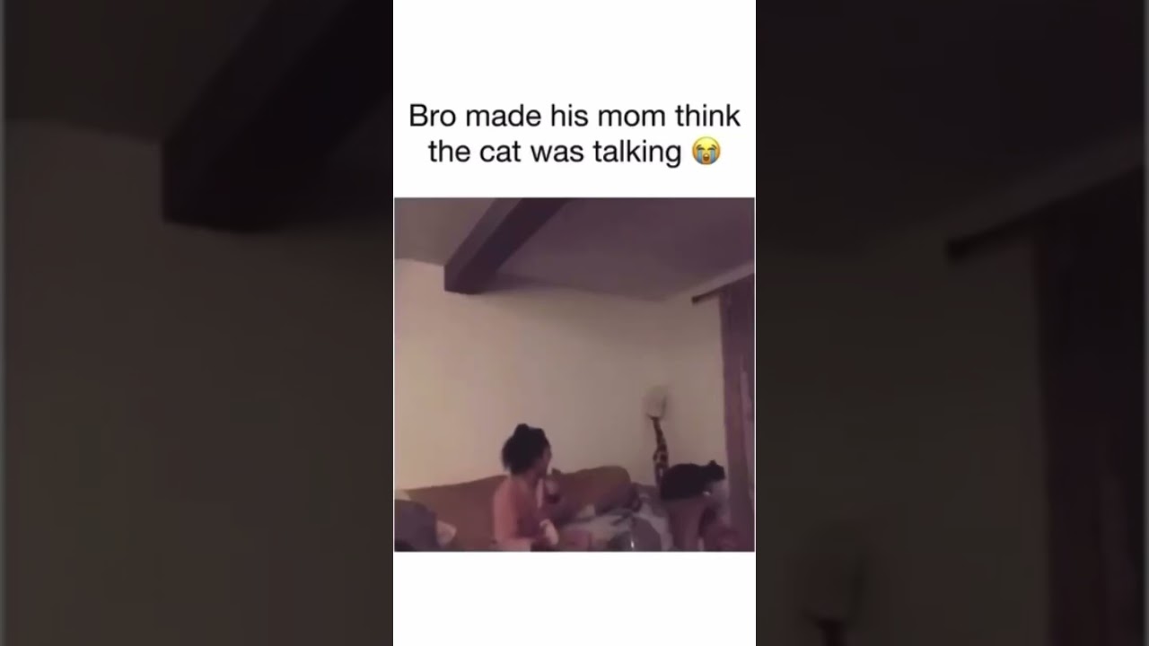 Best Prank ever #prank #cat #mom