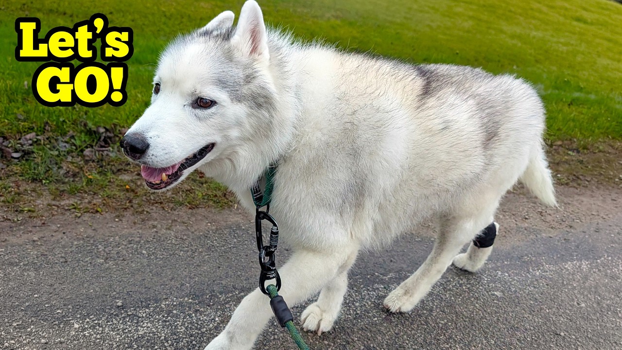 This Old Dog DEMANDED A Walk, So What Did I do?
