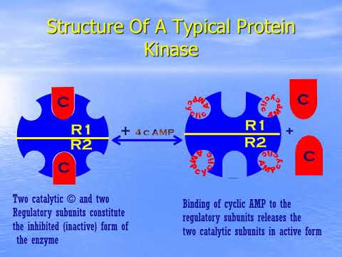 Mechanisms of Hormone action