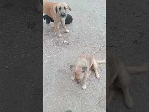 sruppinin çetesi oyun oynuyor.. struppys bande spielen...