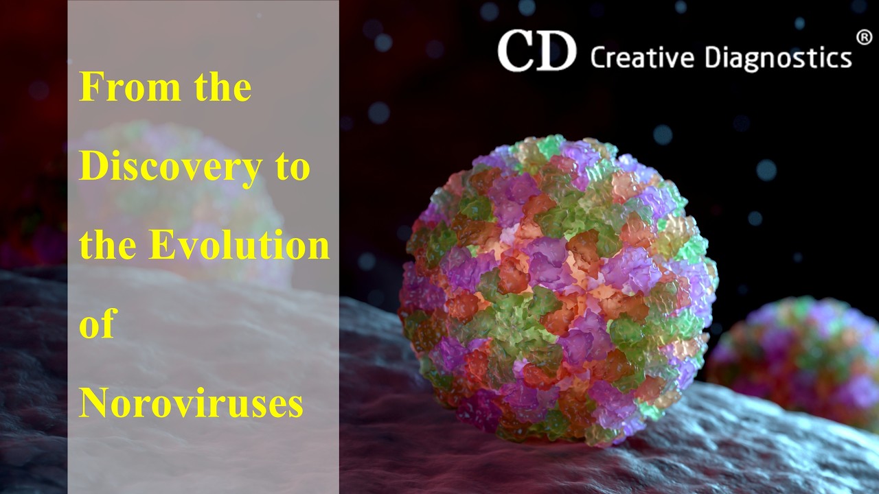 From the Discovery to the Evolution of Noroviruses