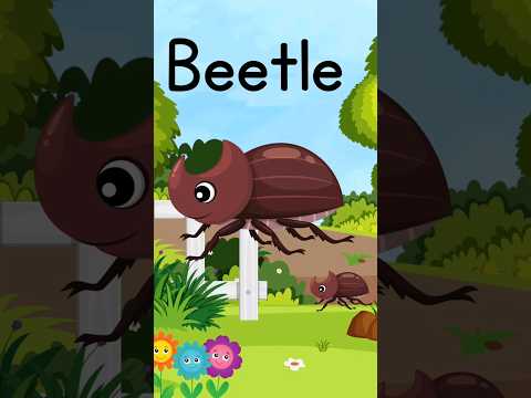 Beetle, word of the day Bugs in the garden, insects names for kids
