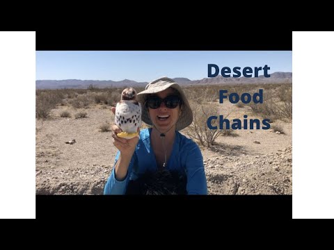 Animals | Death Valley | National Park | With Kids | Virtual Field Trip | Desert | Food Chain