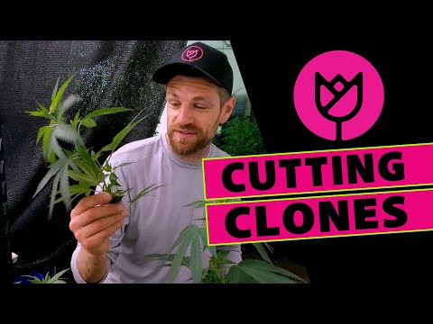 Cutting Clones - Only The Best LUMA Clones