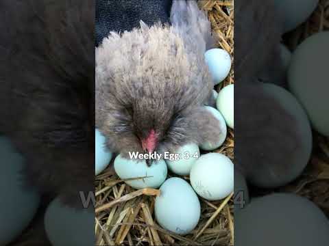 Ameraucanas Chickens - Chicken Breeds 101 - JJCentral 002