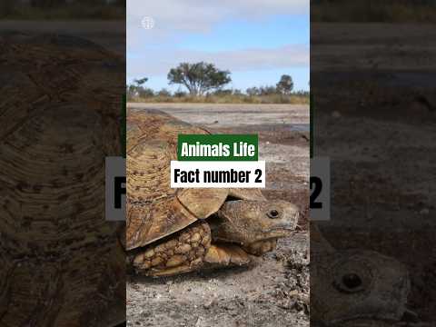 Galápagos Tortoise – A Giant That Lives 180 Years! 🐢⏳ #LongestLifespan #AmazingAnimals