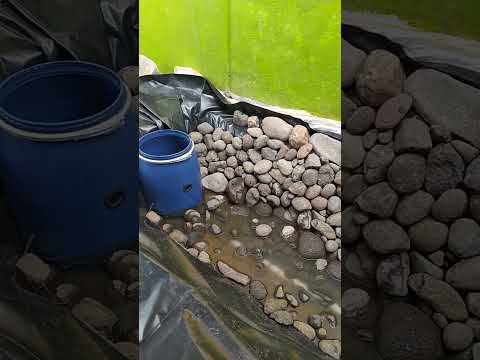 Kolam KOI Natural menggunakan Geomembran #koi #kolam #nature #natural #geomembrana