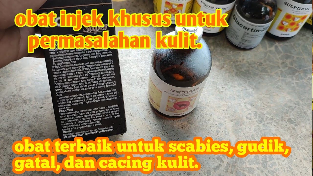 Obat terbaik sapi, kambing, dan domba untuk scabies, gatal, gudik, dan cacing kulit❗