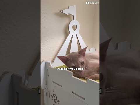 Abyssinian cat π»#shots #abyssinian #cat #animals #cute #funny