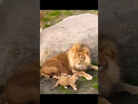 dra gya.. #lion #wildlife #monkey #animals #cute #music #love #funny #monkeysr #animallife