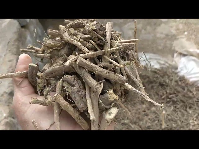 Herbal Roots - Arand Mool Root Manufacturer from Neemuch