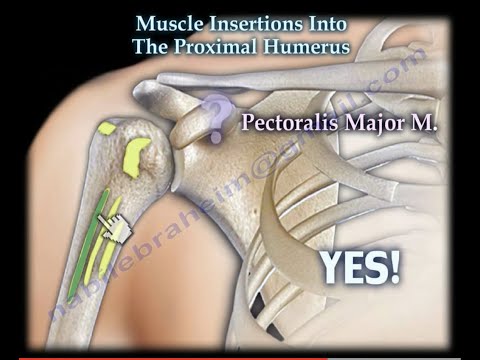 Proximal Humerus muscle insertion. Test your knowledge