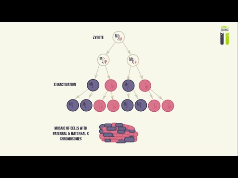 Mosaicisms - Part 3 - Mosaicism of the X Chromosome (X Inactivation)
