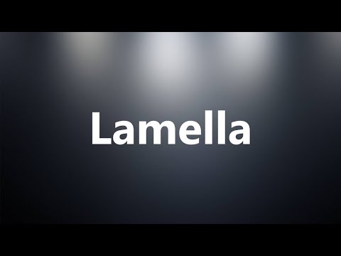 Lamella - Medical Definition and Pronunciation