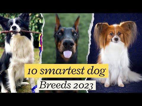 Top 10 smartest dog breeds 2023 | Super Pet Hub