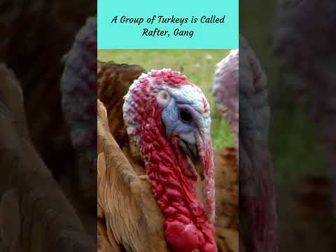 Top 6 Incredible Birds Group Names You Probably Didn’t Know – Part 7 #shorts