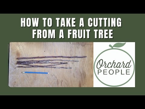 Scionwood Collection & Storage: How to take a cutting from a fruit tree #grafting