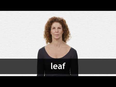 How to pronounce LEAF in American English