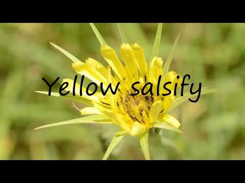 How to Pronounce Yellow salsify?
