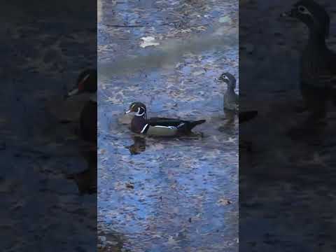ARE WOOD DUCKS THE PRETTIEST DUCK SPECIES?😍🔥#wood #duck #waterfowl
