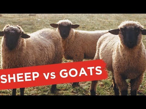 Which is right for you? Sheep or Goats?