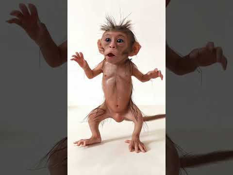 Cute little baby monkey #cute #baby #monkey #viralvideo