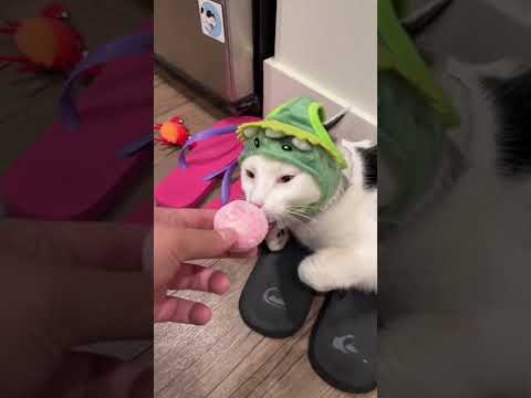 Our talented drama queen 🤪 #cat #popular