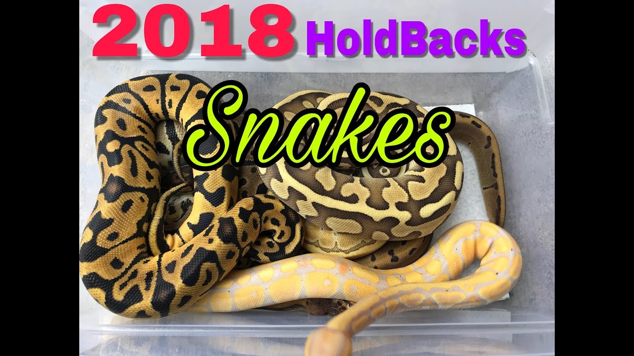 2018 Ball Python Hold Backs
