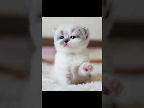 Cute pics of dogs and cats