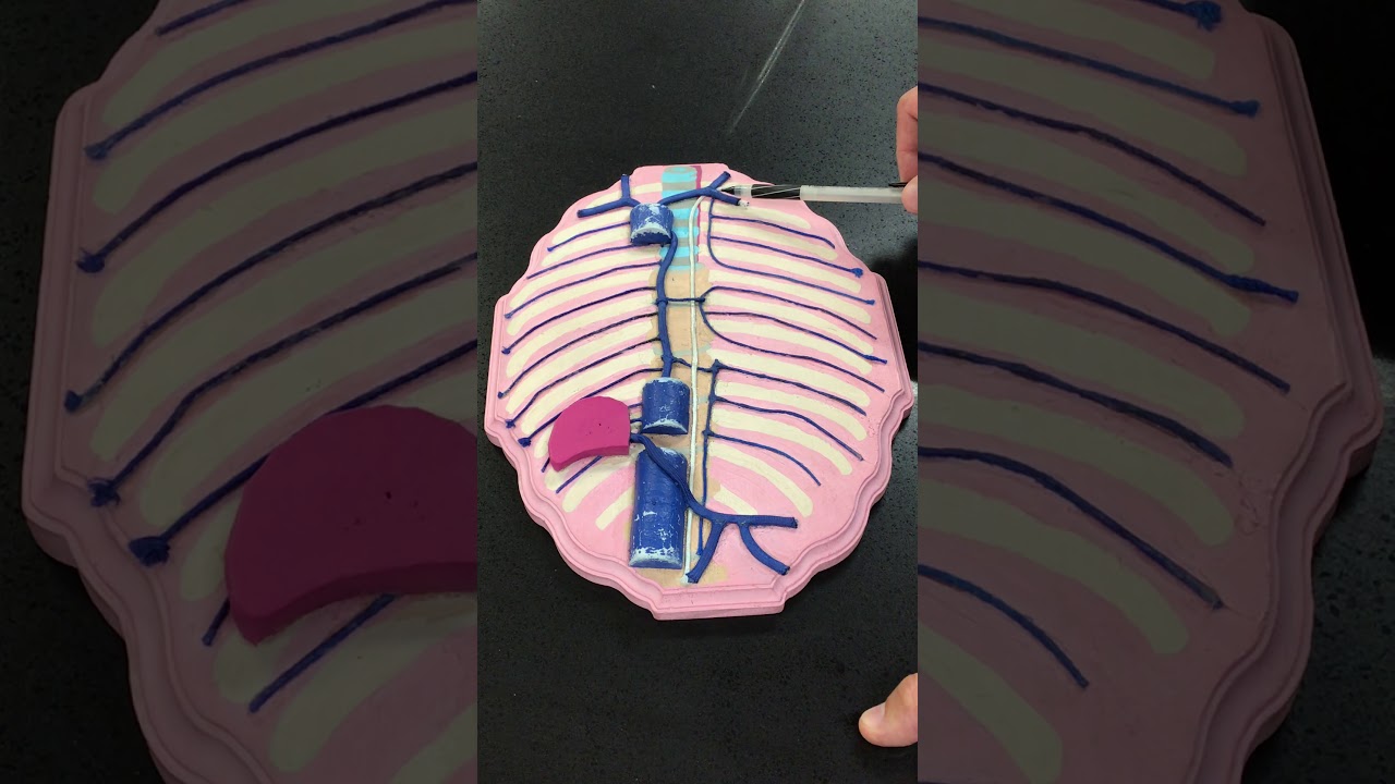 Mediastinal Veins (Azygos) Page 138-139