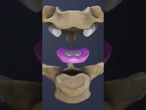 The Intervertebral Disc of the C7-T1 Spinal Motion Segment