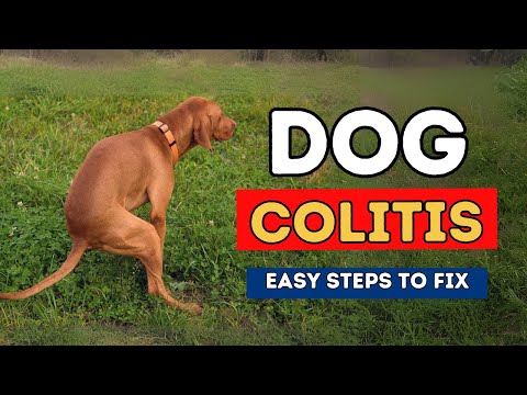 Dog Colitis: Easy Steps To Fix