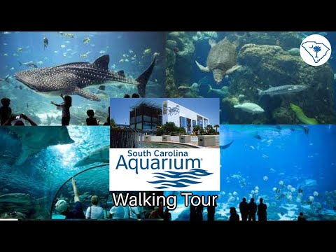 South Carolina Aquarium Tour | Aquarium Walkthrough | Charleston SC