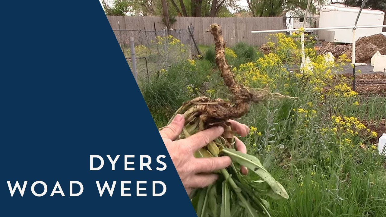 How to Control Dyers Woad Weed