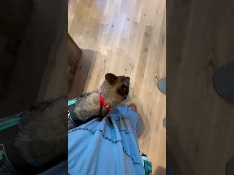 Canny Collar Review