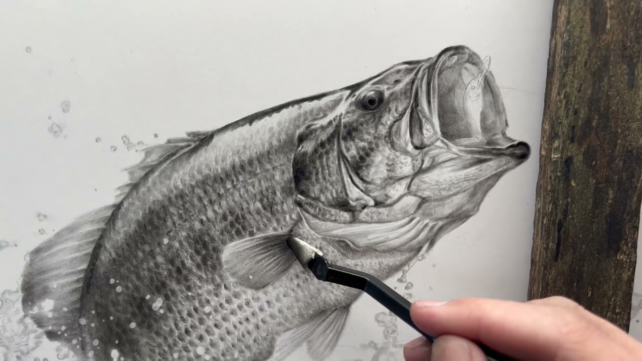 Largemouth Bass Charcoal Sketch Process