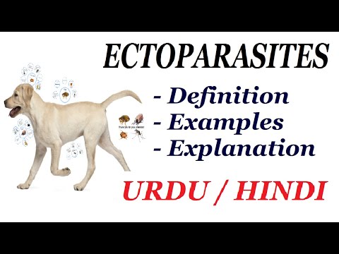 Definition and Examples of Ectoparasite. Types of Parasite. Urdu / Hindi